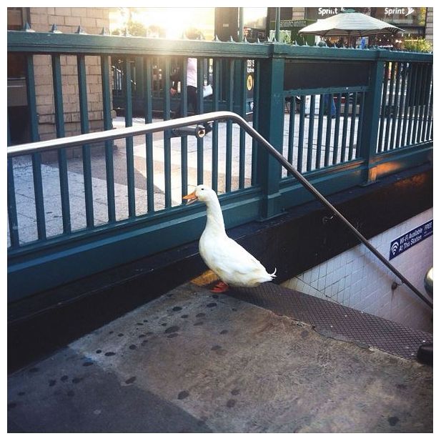 Duck spotted turnstile jumping in the subway in New York — Don't Panic ...