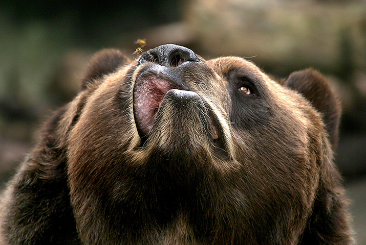 Funny animals of 2013 - in pictures — Don't Panic! Lighten Up! — Sott.net