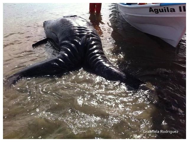 Conjoined gray whale calves discovered in Baja California lagoon; find ...