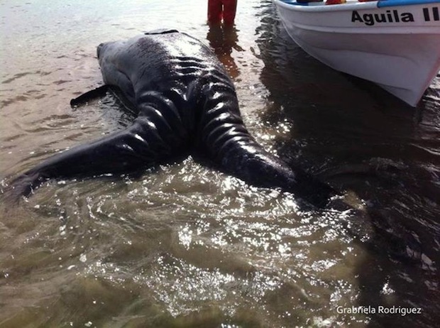Conjoined gray whale calves discovered in Baja California lagoon; find ...