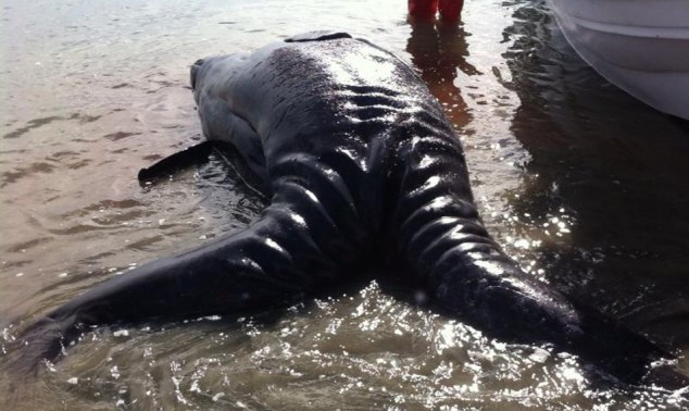 Conjoined whale calves found dead in Mexican lagoon in world's first ...