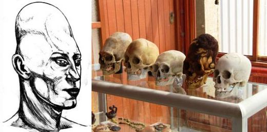Elongated Human Skulls Of Peru Possible Evidence Of A Lost Human Elongated Human Skulls Of Peru Possible Evidence Of A Lost Human