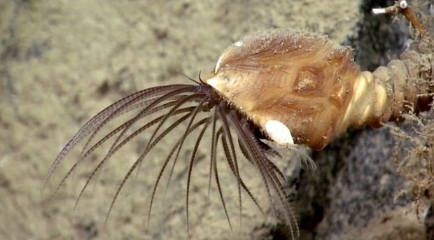 Asphalt volcano in the Gulf of Mexico — Science & Technology — Sott.net