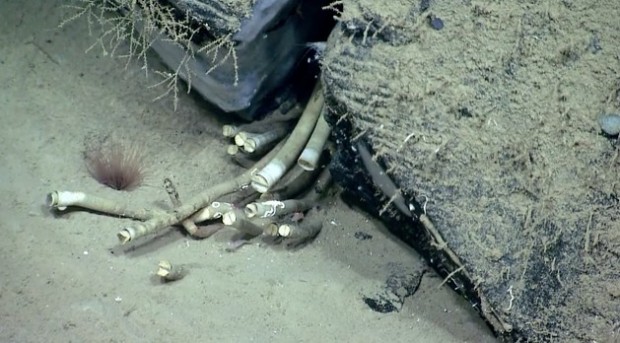 Asphalt volcano in the Gulf of Mexico — Science & Technology — Sott.net