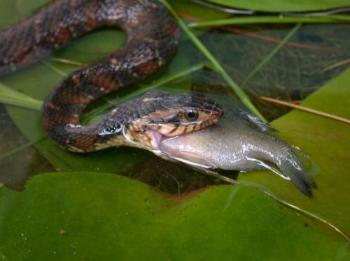 New water snakes in California may pose risk to native species — Earth ...