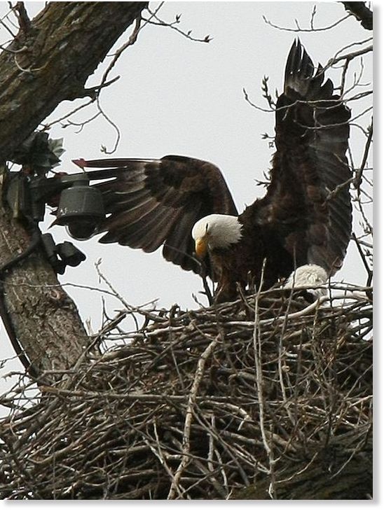 Heavy symbolism: Internet famous eagle in Iowa gets electrocuted, dies ...