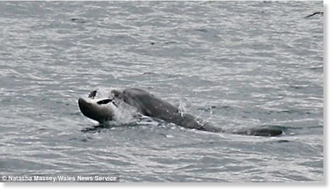 Rise of the killer dolphins: 'Alarming' rise in fatal attacks on ...